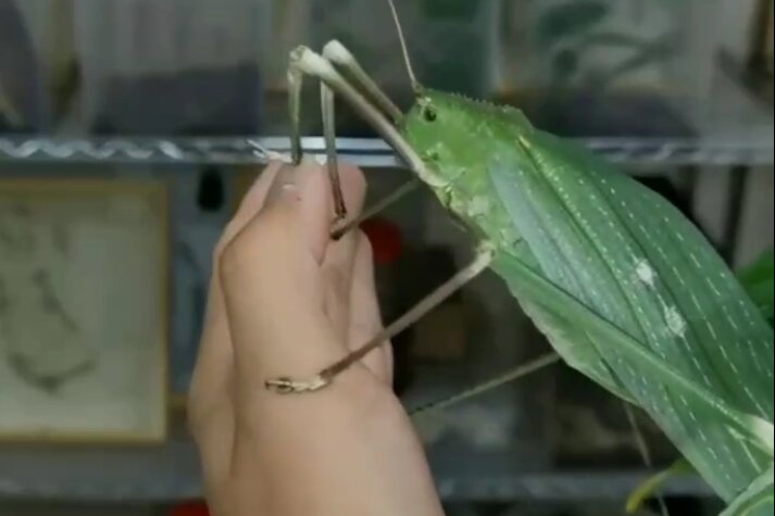 ببینید | ابعاد ترسناک یک ملخ از نمای نزدیک! - همشهری آنلاین