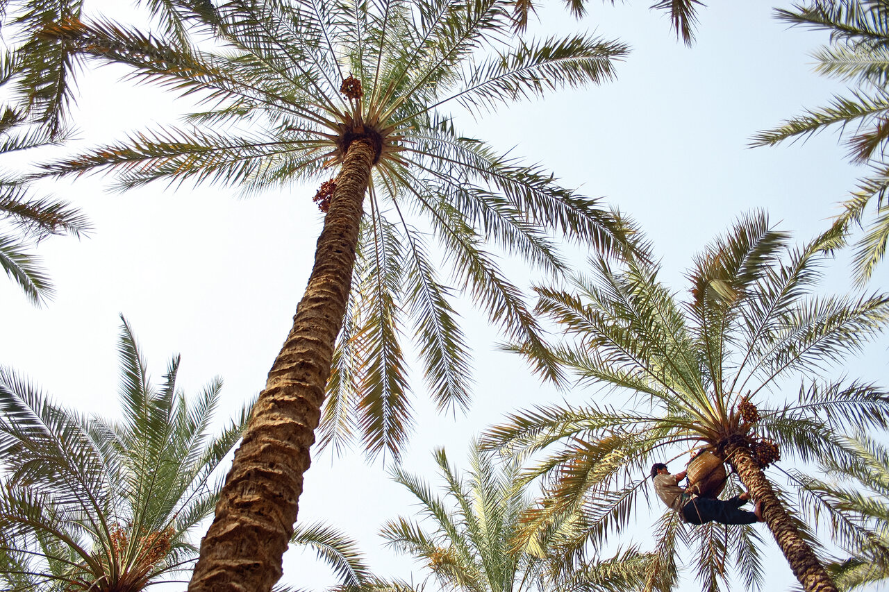 کار جالب نخل داران برای باروری نخل های ماده | ماجرای شکوفه ای که ...