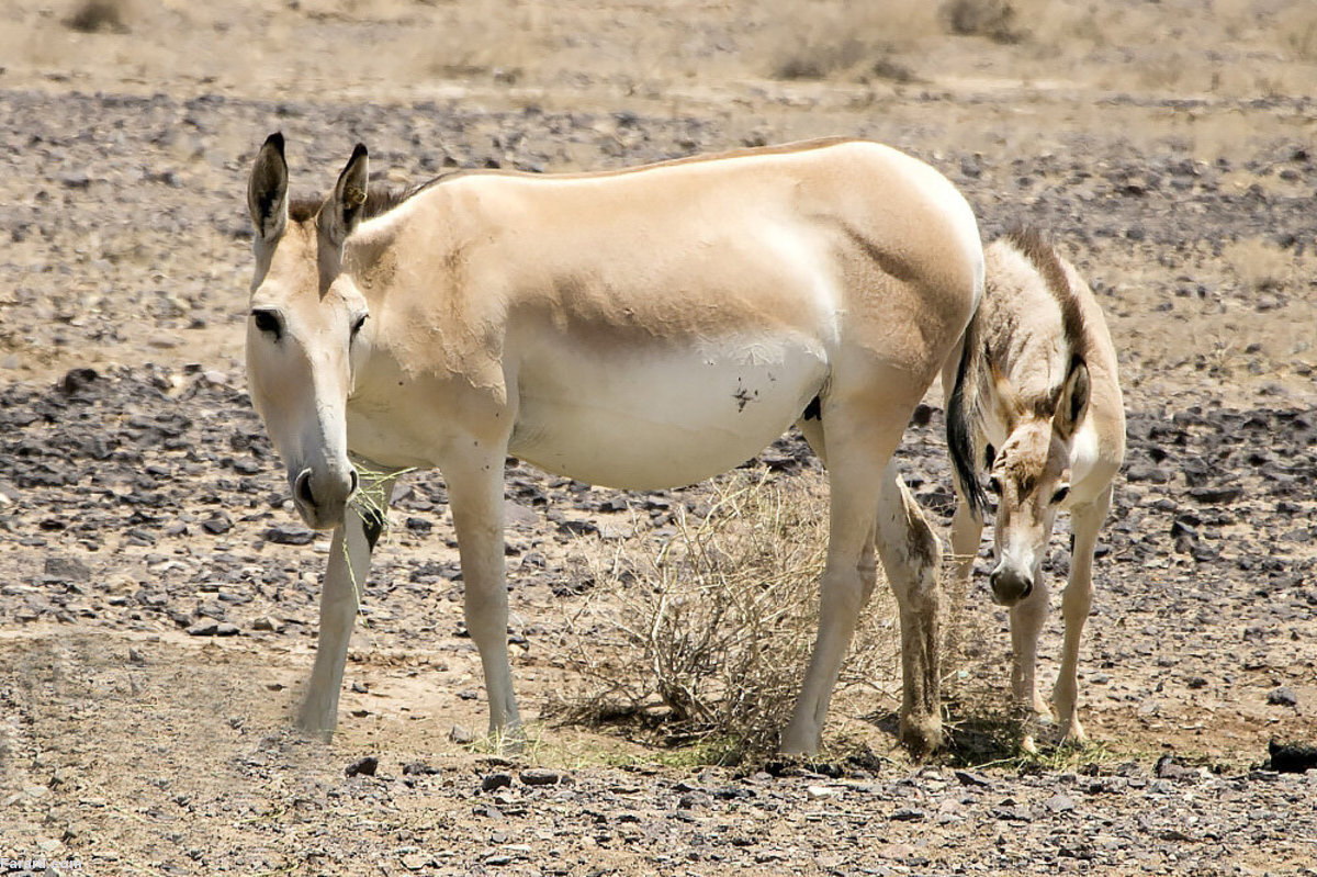 تولد گورخر ایرانی در پارک ملی کویر | ویدئو - همشهری آنلاین